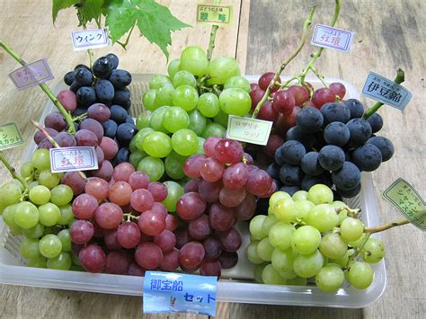 【公式】ぶどう狩りの関観光農園｜長野県 ｜長野県東御市