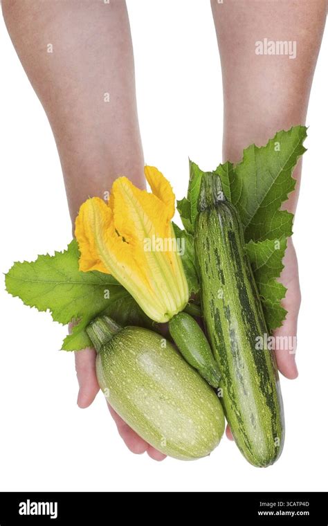 The Rural Worker Holds In Hand Fresh Small Green Vegetable Marrows For