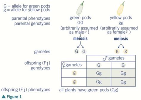 Biology Year 2 Patterns Of Inheritance Flashcards Quizlet