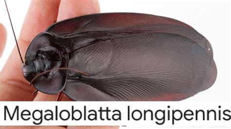 Scientific Name Of The Largest Cockroach Know Your Meme