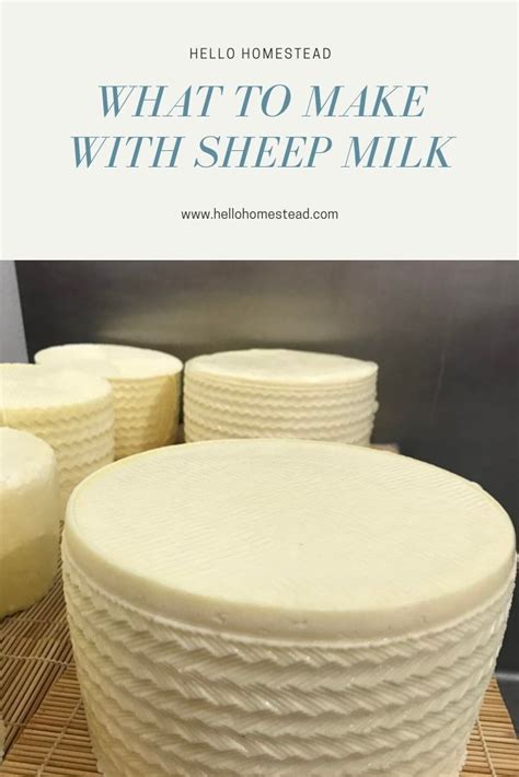 Delicious Recipes Using Sheep Milk