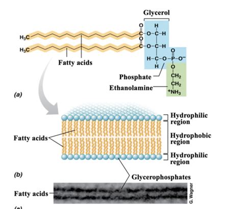 Microbio Lec 2 Microbe Cell Flashcards Quizlet