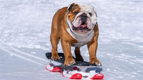 Prime Video Powder Pup