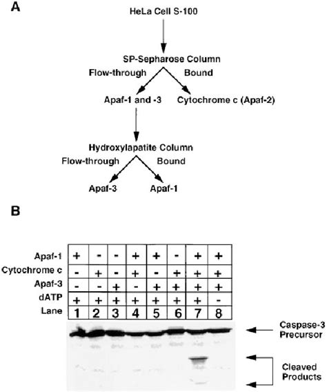 Figure 1 From Apaf 1 A Human Protein Homologous To C Elegans Ced 4