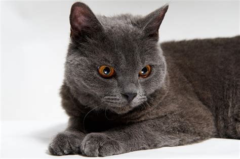 Красивый серый селкирк рекс обои для рабочего стола картинки фото