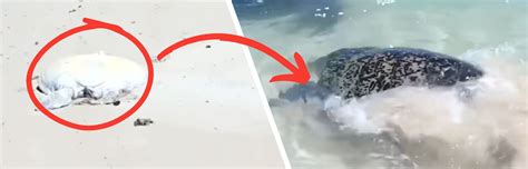 The Deadly Leap Meet Earths Most Poisonous Frogs