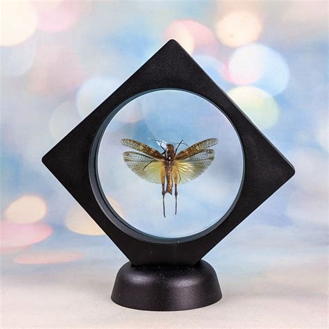 Golden Grasshopper Floating Frame Scenic City Oddities