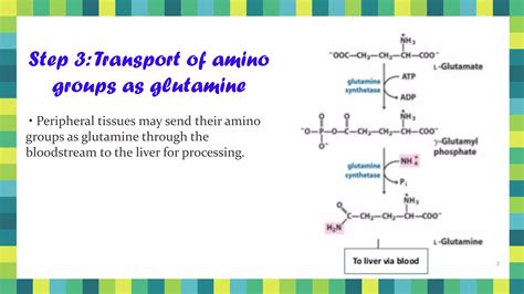 Nitrogen Metabolism Metabolic Fate Of Amino Acid Catabolism Of Amino Acid Transamination