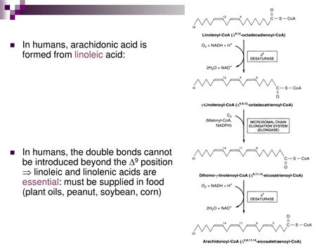 Ppt Eicosanoids Powerpoint Presentation Free Download Id588611