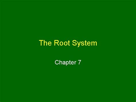 The Root System Chapter 7 Functions Of Roots