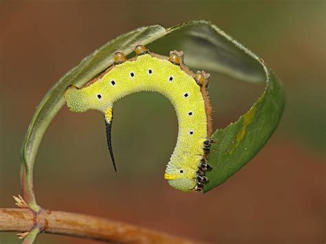Caterpillar Snowberry Clearwing Moth Image Critiques Nature Photographers Network