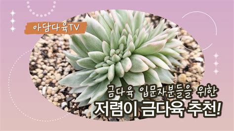 230412 손쉽게 시작할 수 있는 금다육들 착한 가격으로 보여드릴게요🥰 아담다육원종몰게인제이드스타라온마리아