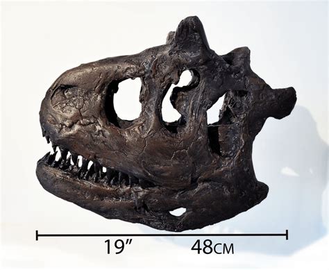 Life Size Museum Quality Carnotaurus Skull Sculpture Etsy