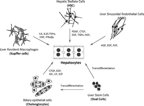 Representative Cell Types Of The Liver And Their Corresponding Download Scientific Diagram