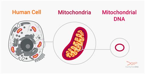 What Is Mitochondrial Dna
