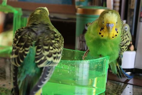 とんとんのブログ