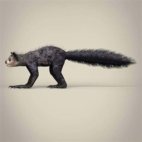 Aye Aye 3d Model By Treeworld3d