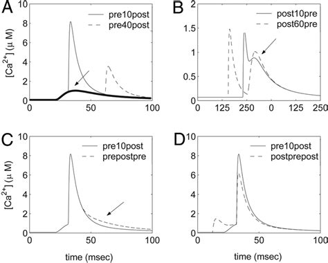 Postsynaptic Calcium Profiles A Bold Solid Curve Shows The Calcium