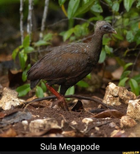 Megapode Memes Best Collection Of Funny Megapode Pictures On Ifunny