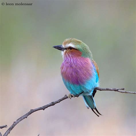 Lilac Breasted Roller Artofit