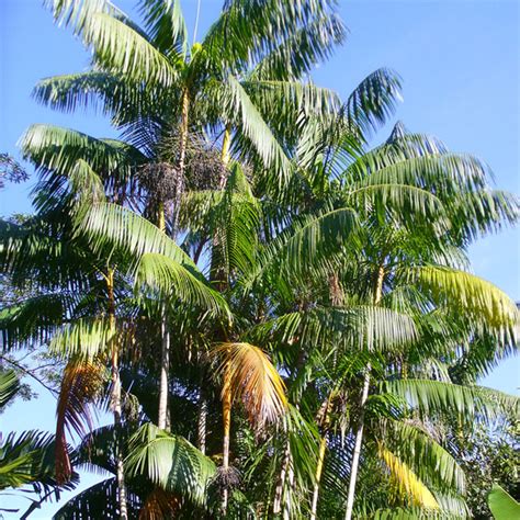 How To Grow The Acai Palm Tree Euterpe Oleracea