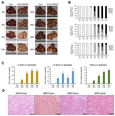 Mouse Liver Function Test Kit At Lily Bloom Blog