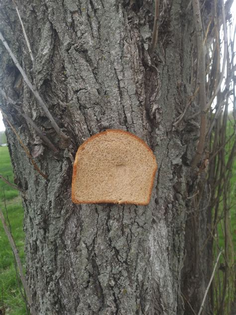 Whole Wheat Bread On A Windy Day Rbreadstapledtotrees