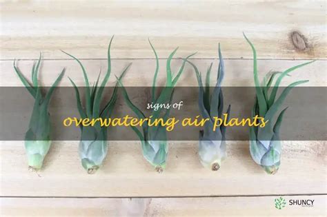 5 Warning Signs Your Air Plants Are Drowning How To Identify And Fix