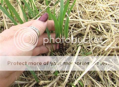 Switchgrass Page 25 Iowawhitetail Forums