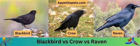 Blackbird Vs Crow Vs Raven Black Bird Crows Ravens Crow