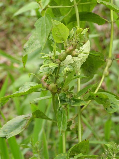 Chromolaena Gall Fly Manaaki Whenua