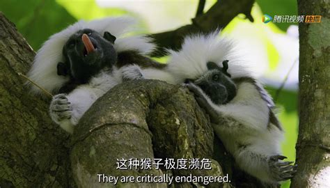 绒顶柽柳猴是小可爱呢