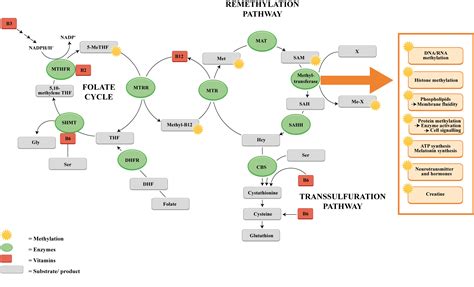 The Role Of Methylation In Brain Health Mood And Beyond Mybrainco Us