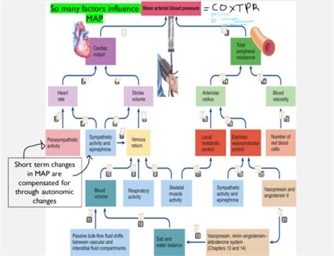 Physiology Final New Flashcards Quizlet