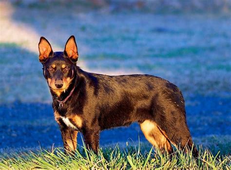 Kelpie Dog Breed Traits At Patrick Lauzon Blog