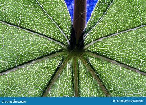 Close Up Of Green Leaf Texture Stock Image Image Of Pattern Botany