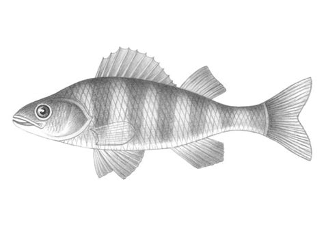 How To Shade Basic 3d Shapes Tutorial Easydrawingtips