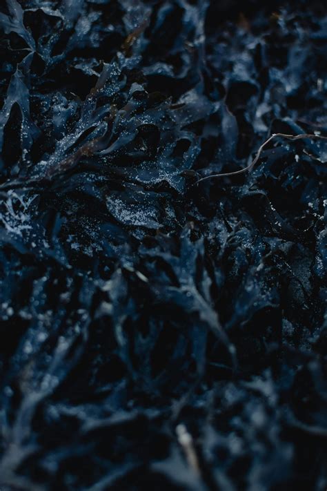 The Future Of Anti Aging The Science Behind Marine Algae In Skincare