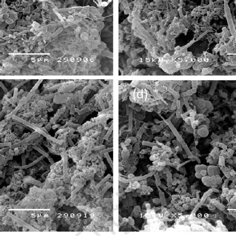 Contrasting Enrichment Of Methanogenic Archaea And Methanotrophic