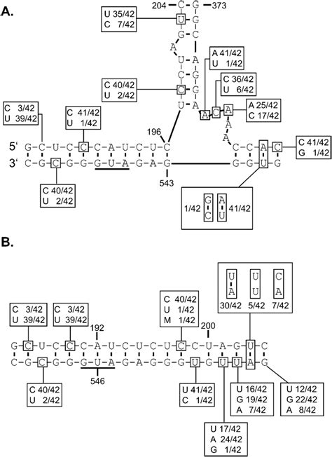 Nucleotide Identities Of Nonconserved Position Among Natural Isolates