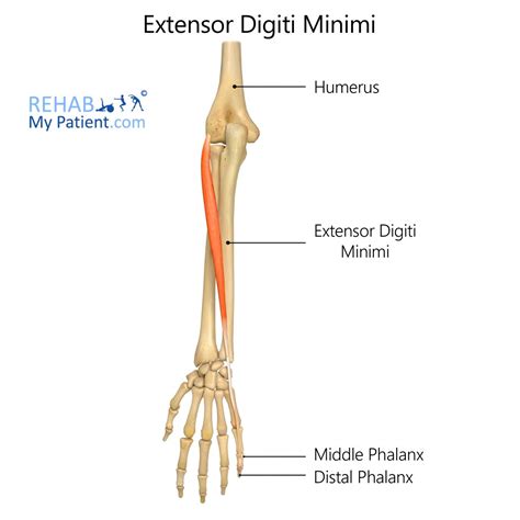 Extensor Digiti Minimi Rehab My Patient