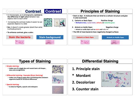 Solution Staining Its Principle And Types Studypool