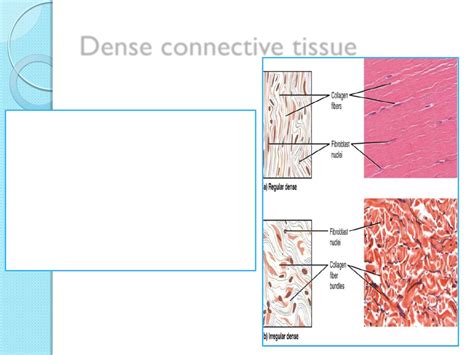 Connective Tissue Pdf دملاك الياور دفردوس محمد دهدى الخطيب دزهراء