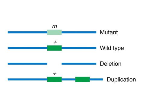 Genetic Analysis Genetic Techniques To Determine The Role Of Genetics In Phenotypic Variation