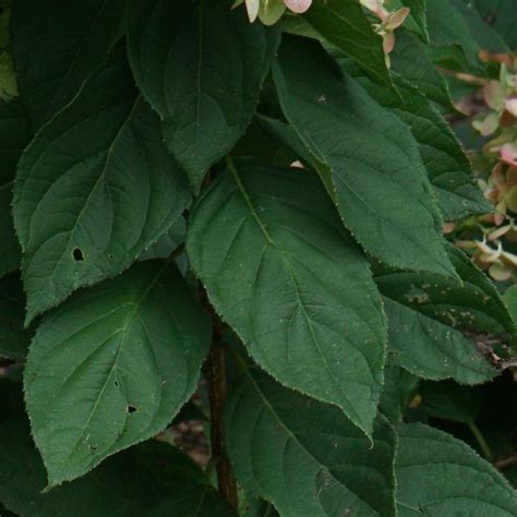 How To Identify Your Hydrangea Proven Winners Colorchoice Flowering Shrubs Flowering Shrubs