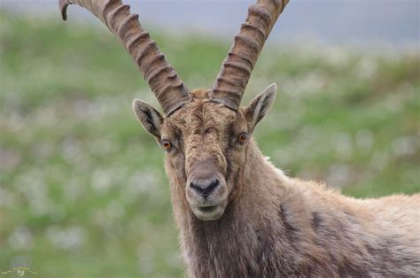 Ibex Wallpapers Wallpaper Cave