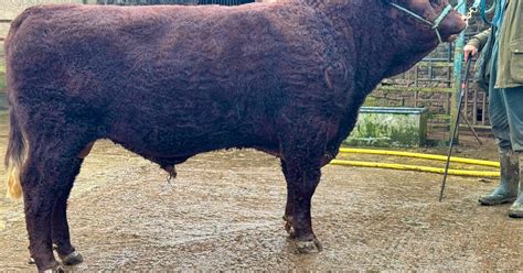 1 Pedigree North Red Ruby Devon Red Ruby Devon Breeding Bull Sellmylivestock The Online