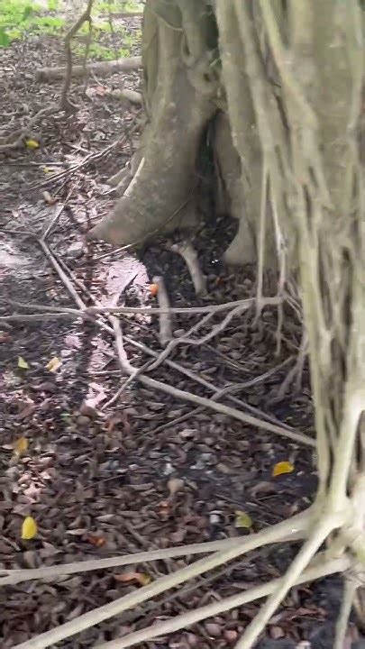 Buttress Roots In Hollywood Florida Aquifer Buttress Roots Ecosystem