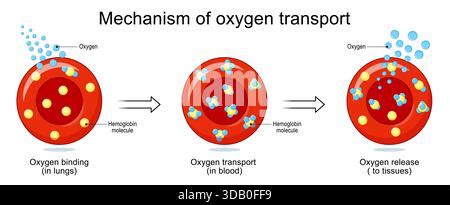Hemoglobin Transport Oxygen Stock Vector Image And Art Alamy