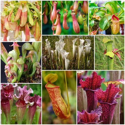 Carnivorous Plant Seeds Unique Garden Plant Seeds For Planting